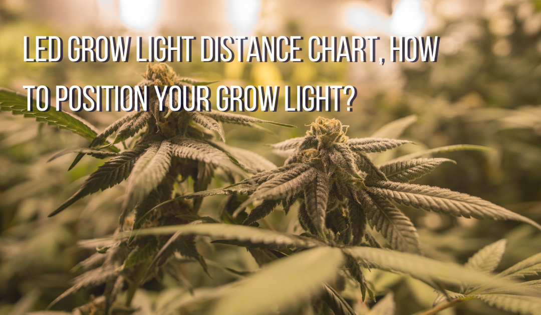 LED Grow Light Distance Chart, how to position your grow light? – Growealth