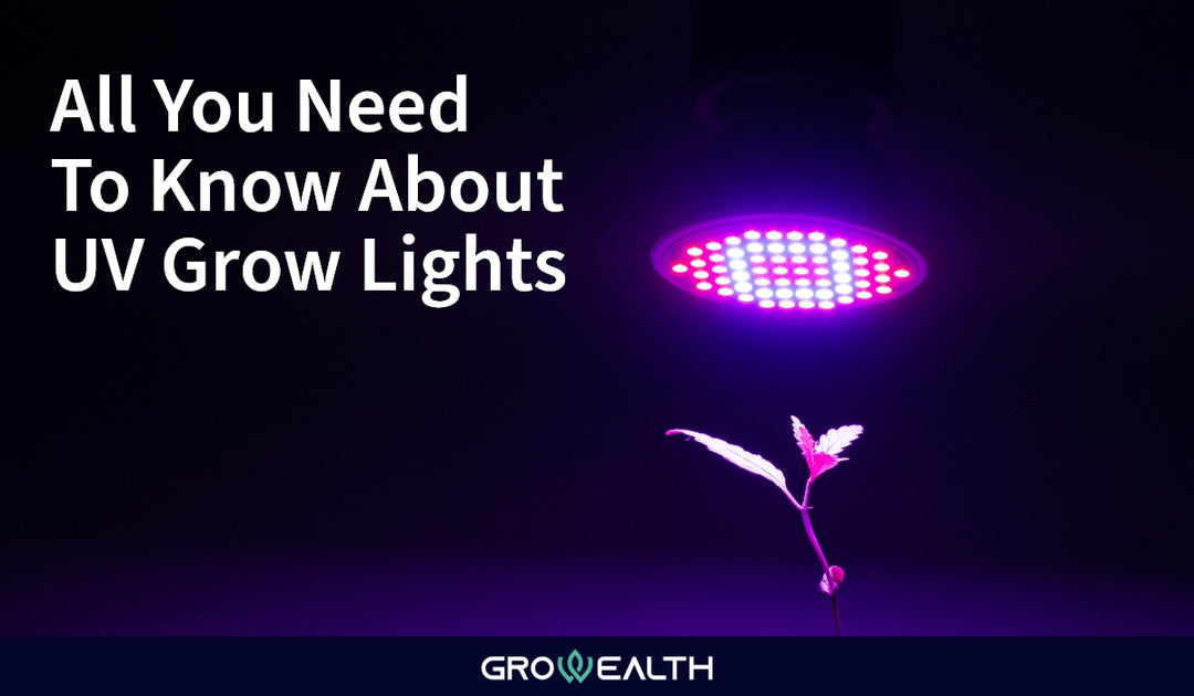 All you need to know about UV grow lights – Growealth