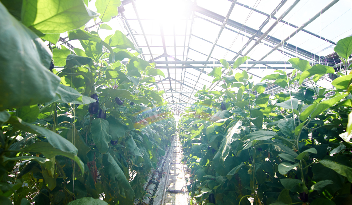 What you need in your crop is a Grow Light Mover – Growealth